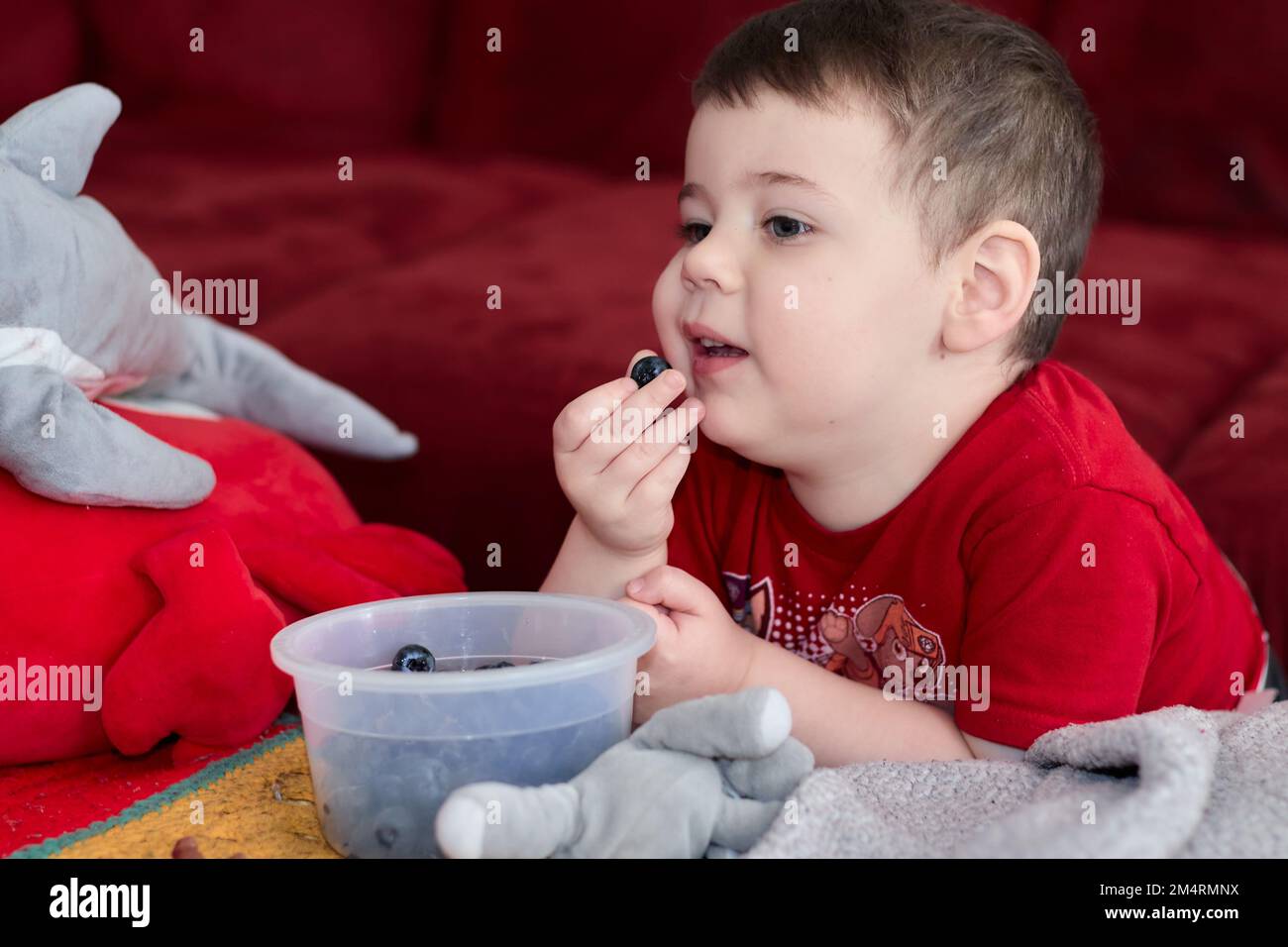 adorable boy is watching tv and eating blueberries in the livingroom ...