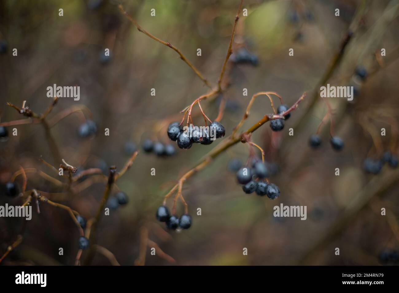 Black berries. Natural background autumn berries. Bush without leaves ...