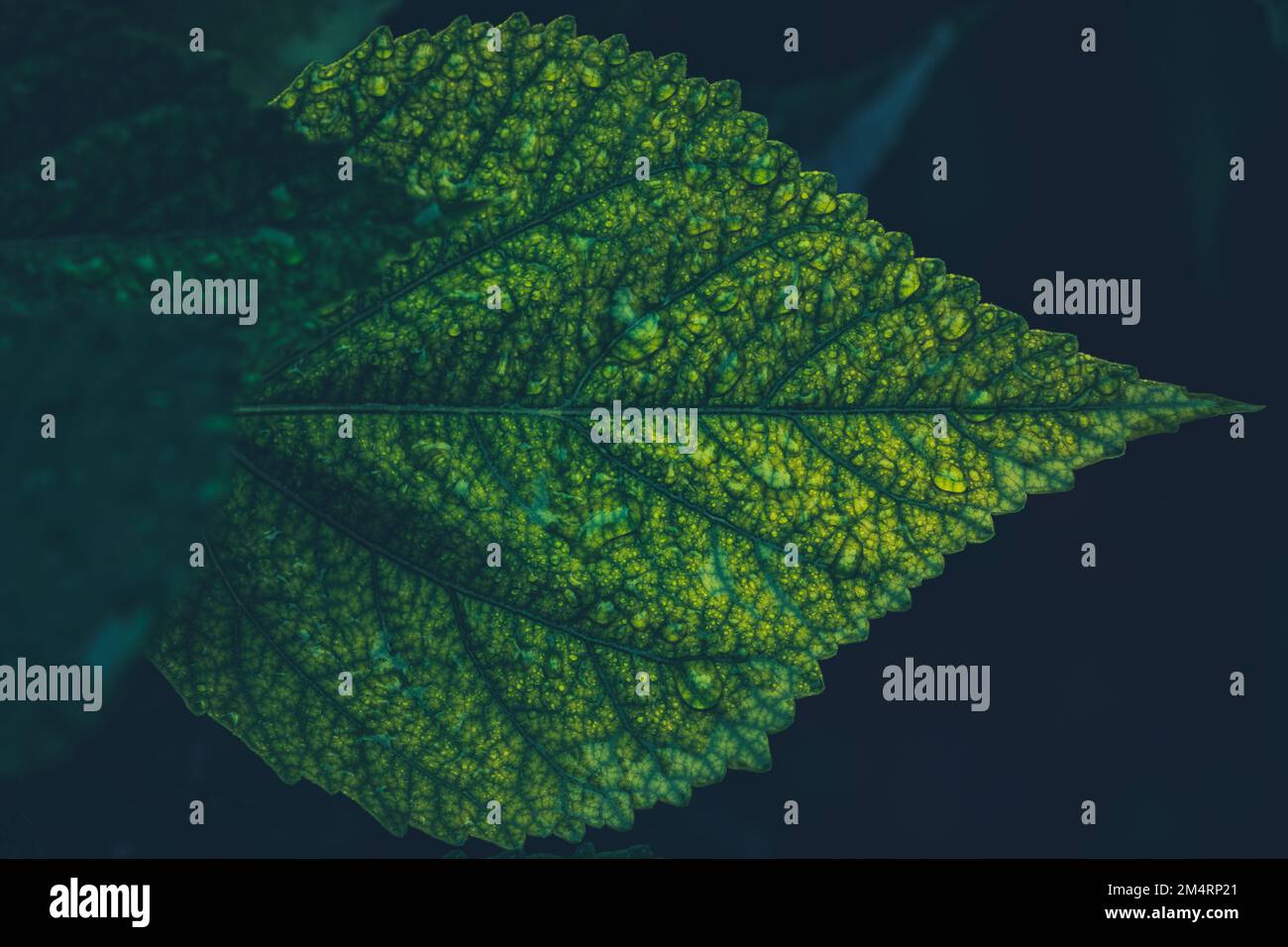 A closeup shot of the green leaf texture with water droplets Stock ...
