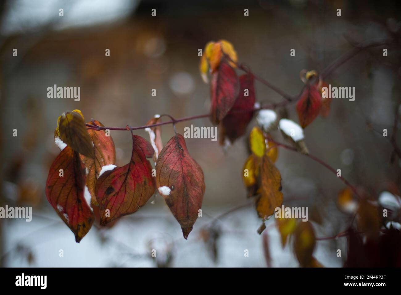 Autumn leaves in snow. Leaves in nature. Beautiful autumn weather ...
