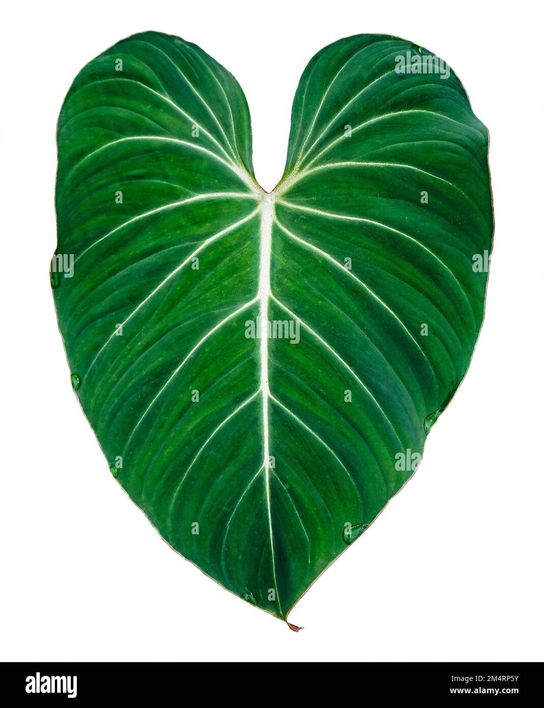 Philodendron leaf (Philodendron gloriosum) isolated on white background ...