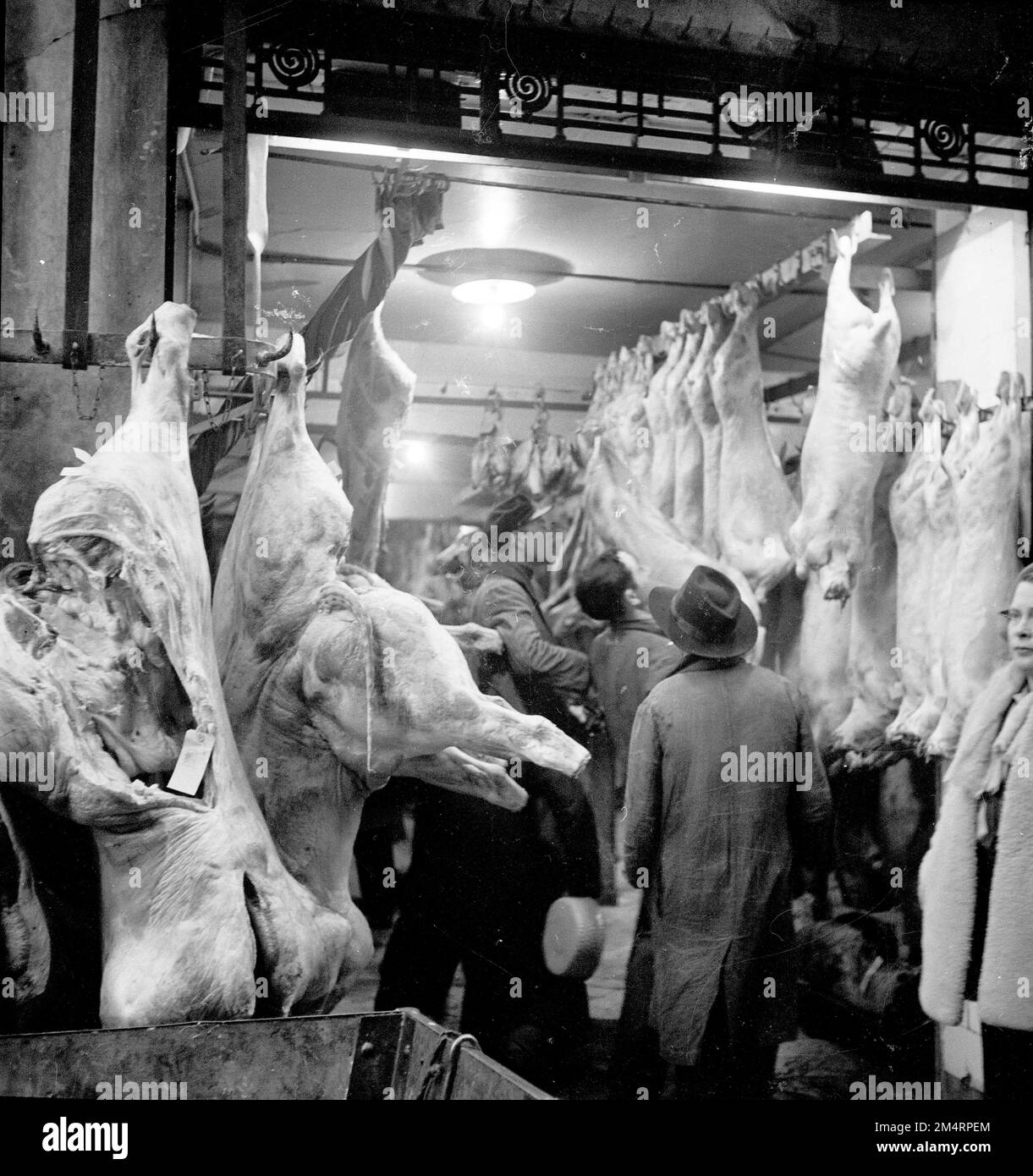 New Series on Meat in Butcher Shop. Photographs of Marshall Plan ...