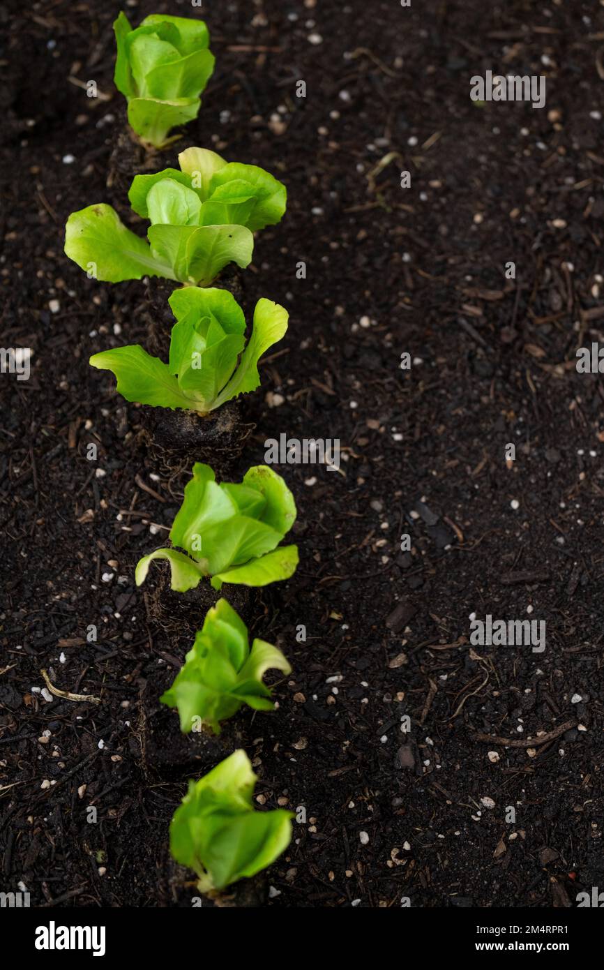 Gardening and agriculture. Romaine lettuce seedlings row on the ground ...