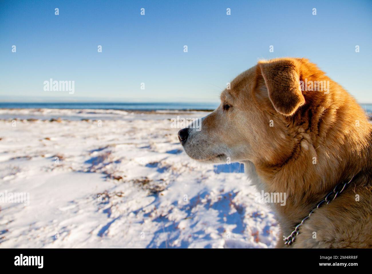 Close-up of a yellow Labrador dog staring with a snowy arctic landscape ...