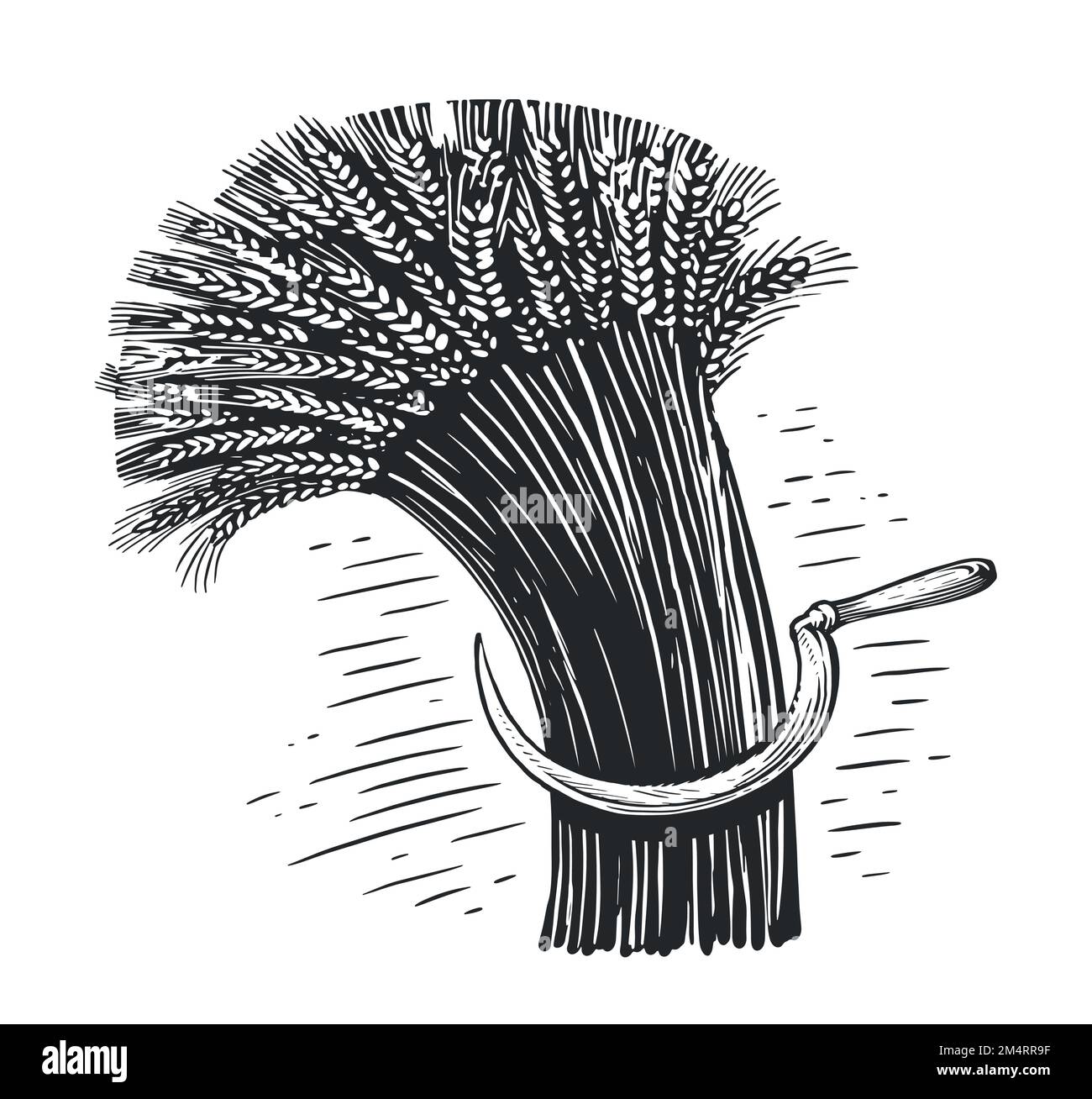 Wheat stalks and sickle. Farm organic cereal food. Agriculture, harvest ...