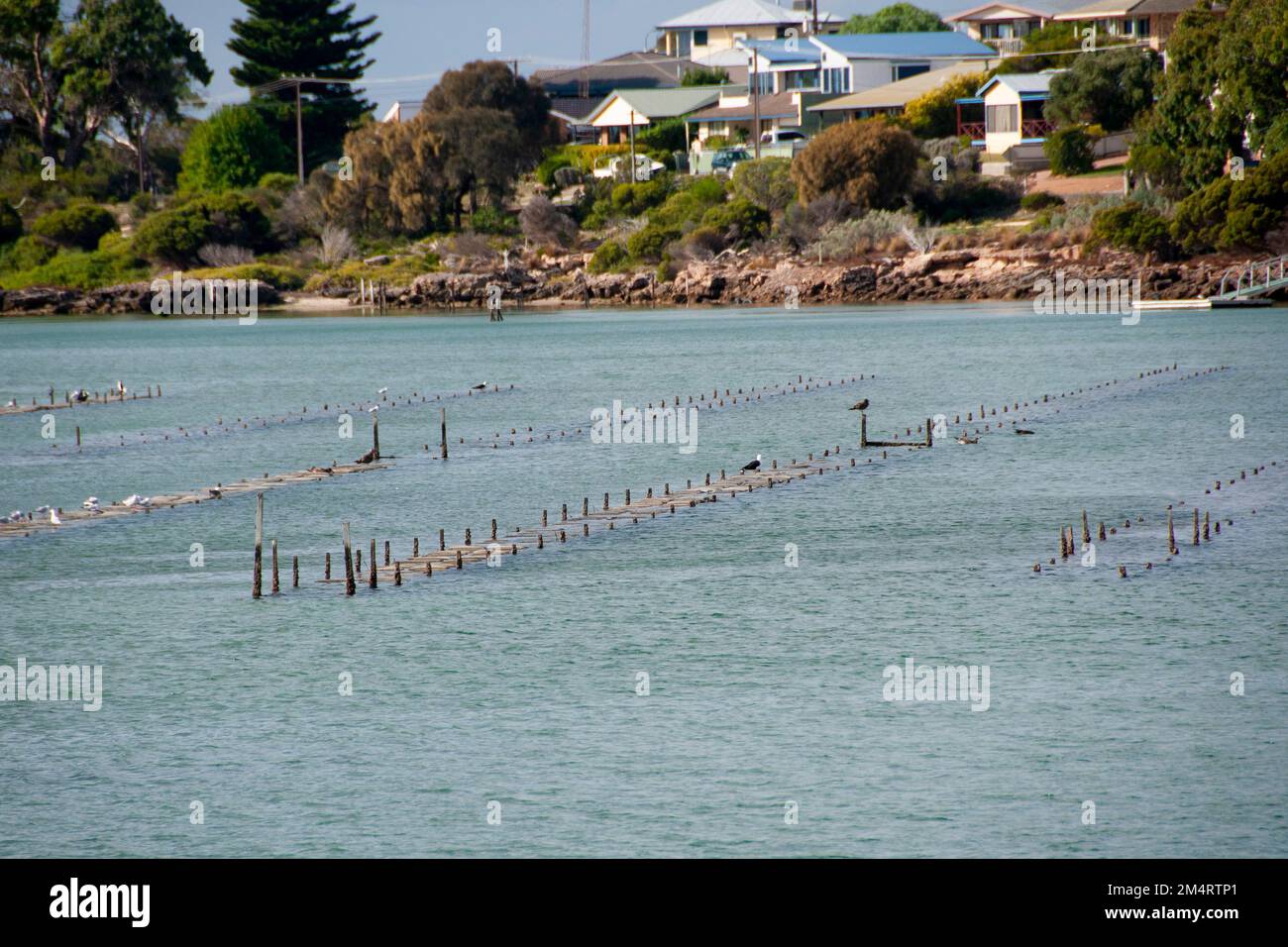 Coffin bay oyster hi-res stock photography and images - Alamy