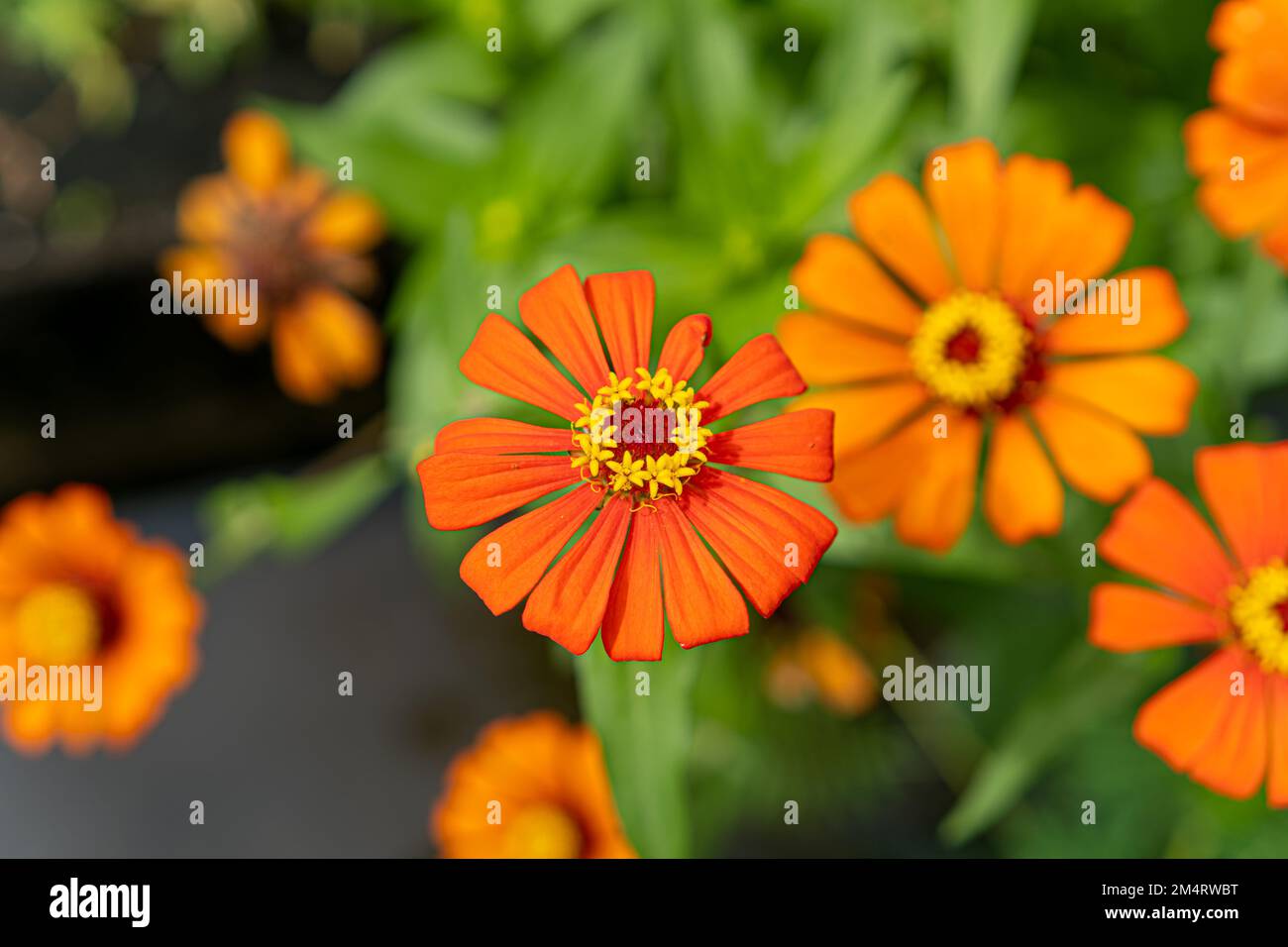 Mini orange flowers that bloom in the morning Stock Photo - Alamy