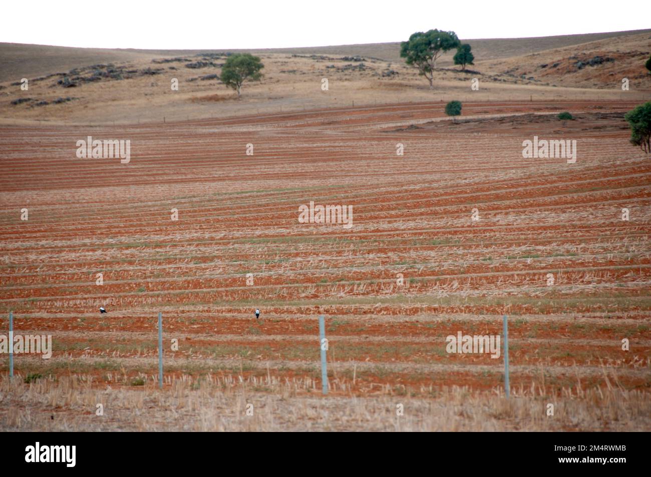 Orroroo south australia hi-res stock photography and images - Alamy