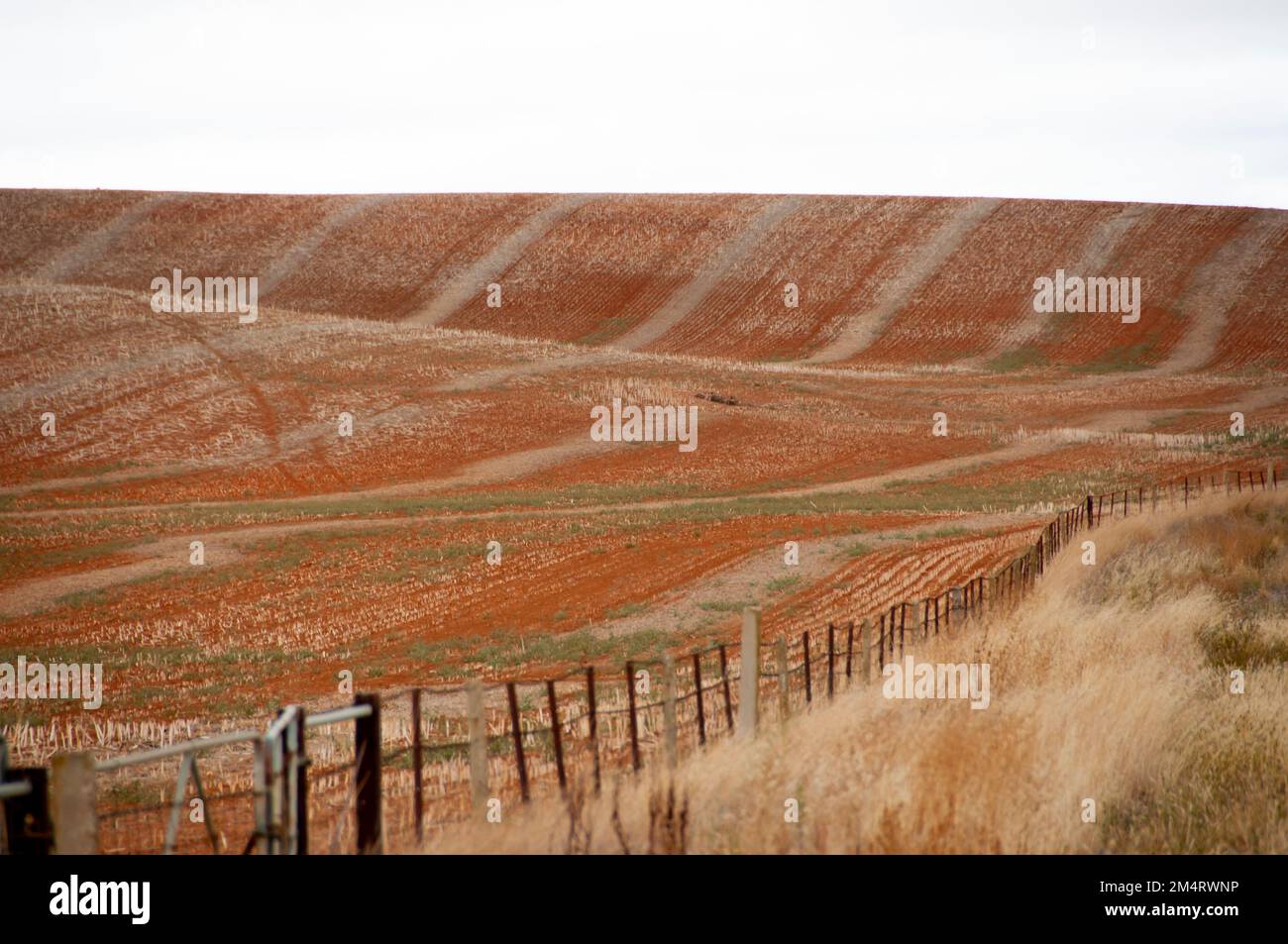 Agricultural Fields in the District of Orroroo - South Australia Stock ...
