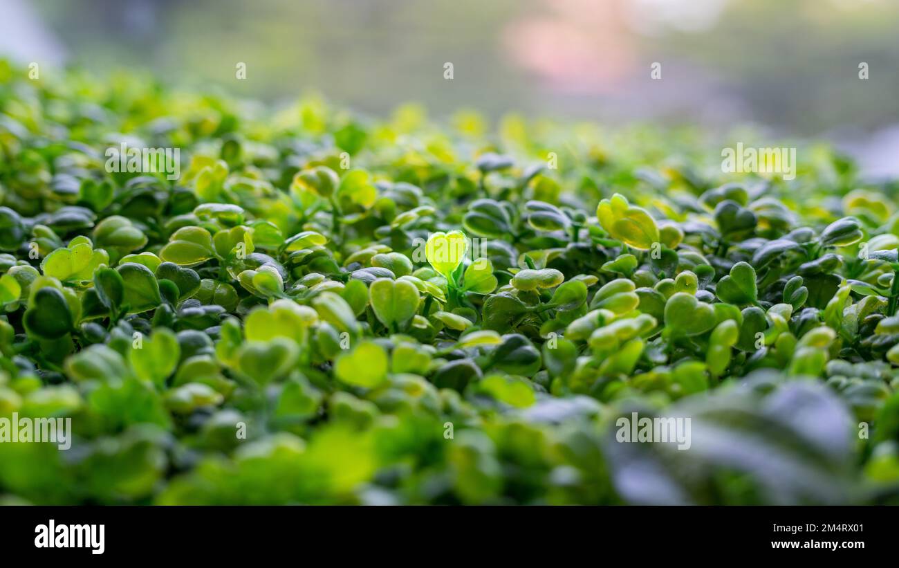Vector greenery hi-res stock photography and images - Alamy