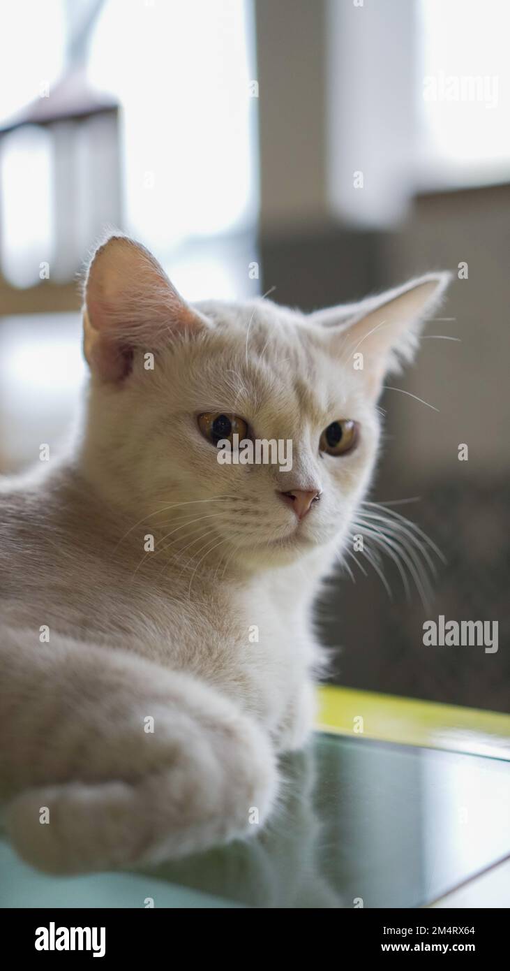 Focused kitty hi-res stock photography and images - Alamy