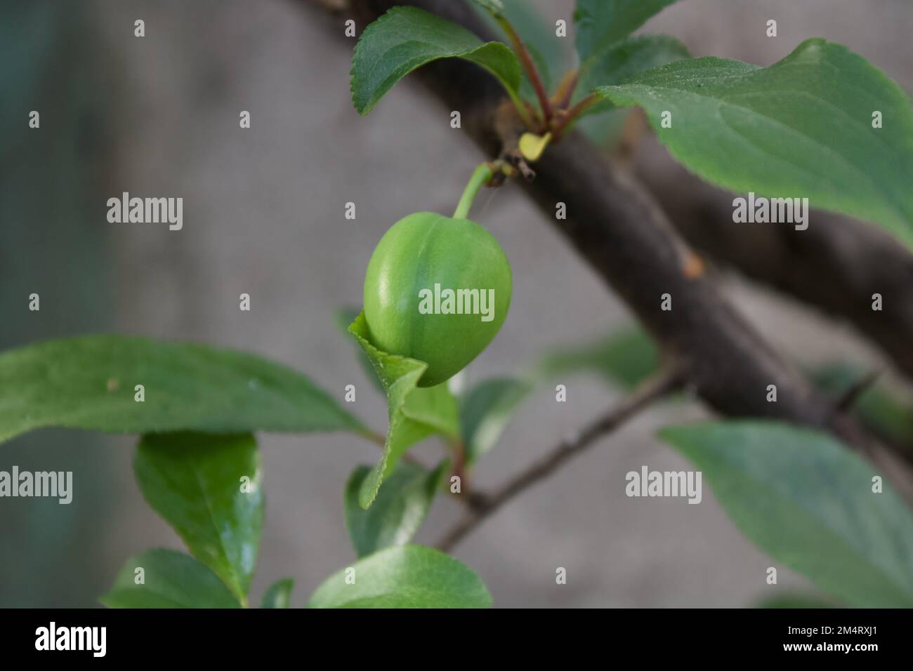 Shrubbery fruits hi-res stock photography and images - Alamy