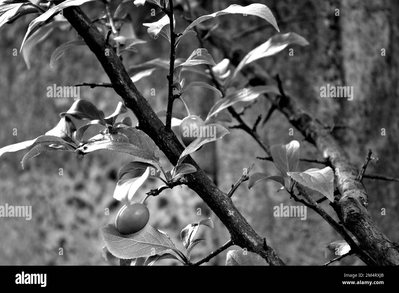 Branches tree fruits Black and White Stock Photos & Images - Alamy