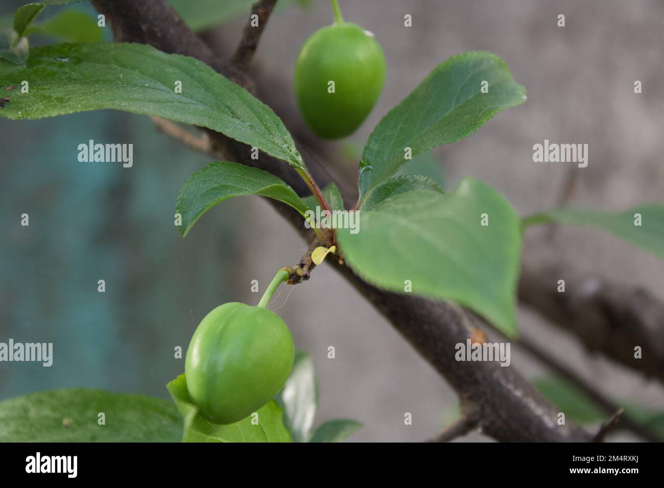 Shrubbery fruits hi-res stock photography and images - Alamy