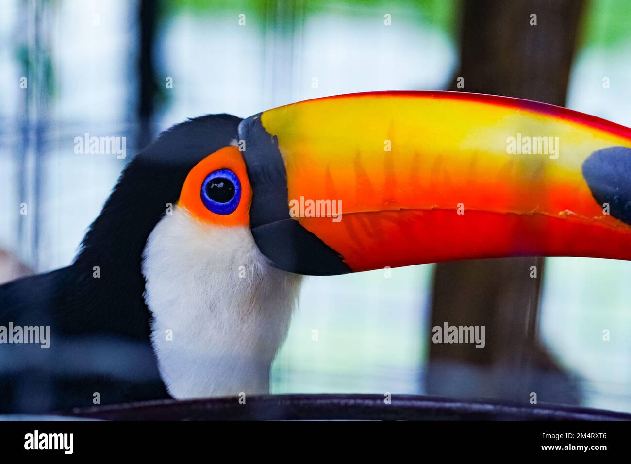 Closeup toucan blue eye ramphastos hi-res stock photography and images ...