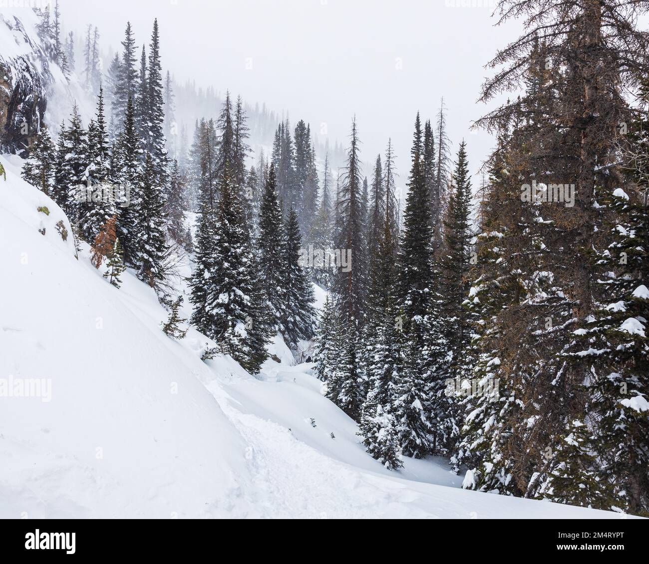 A landscape view of the snow-capped pine trees in the Rocky Mountain ...