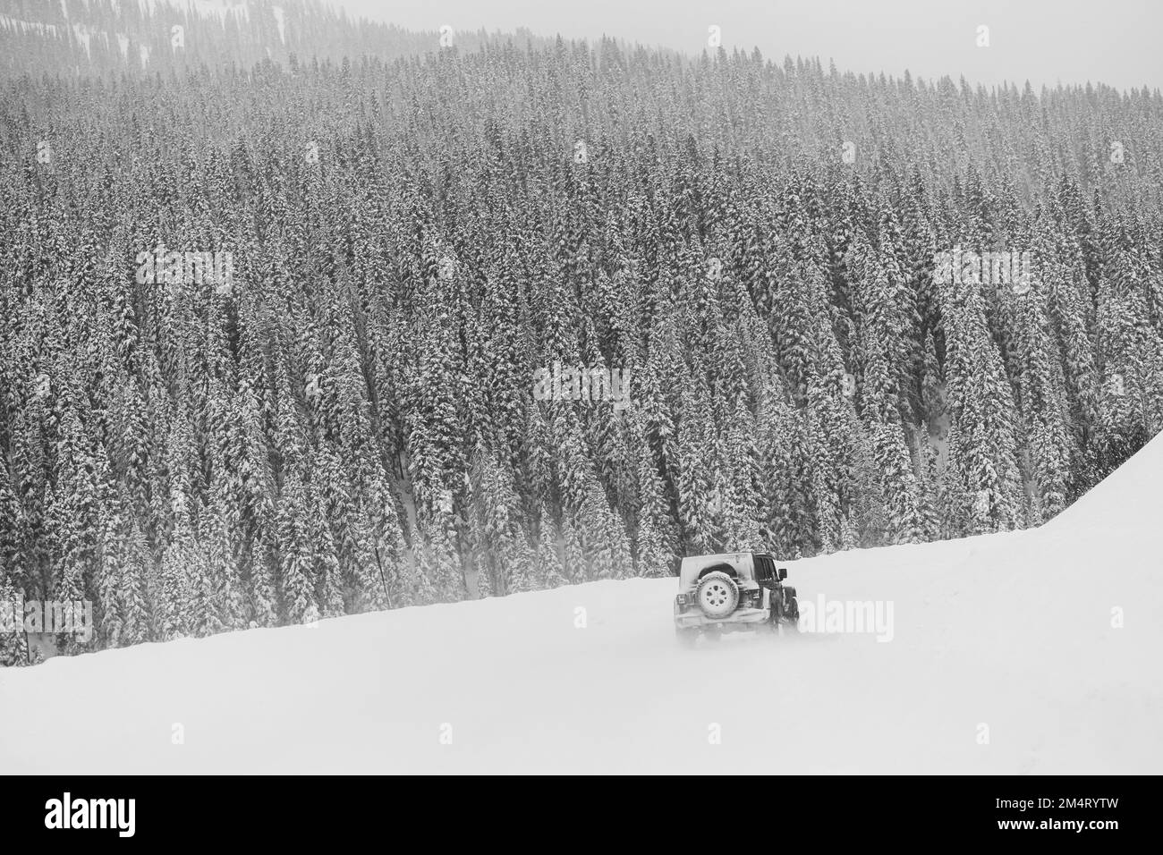 A landscape view of the snow-capped pine trees in the Rocky Mountain ...
