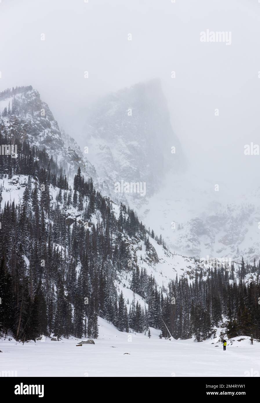 A vertical shot of the snow-capped pine trees in the Rocky Mountain ...