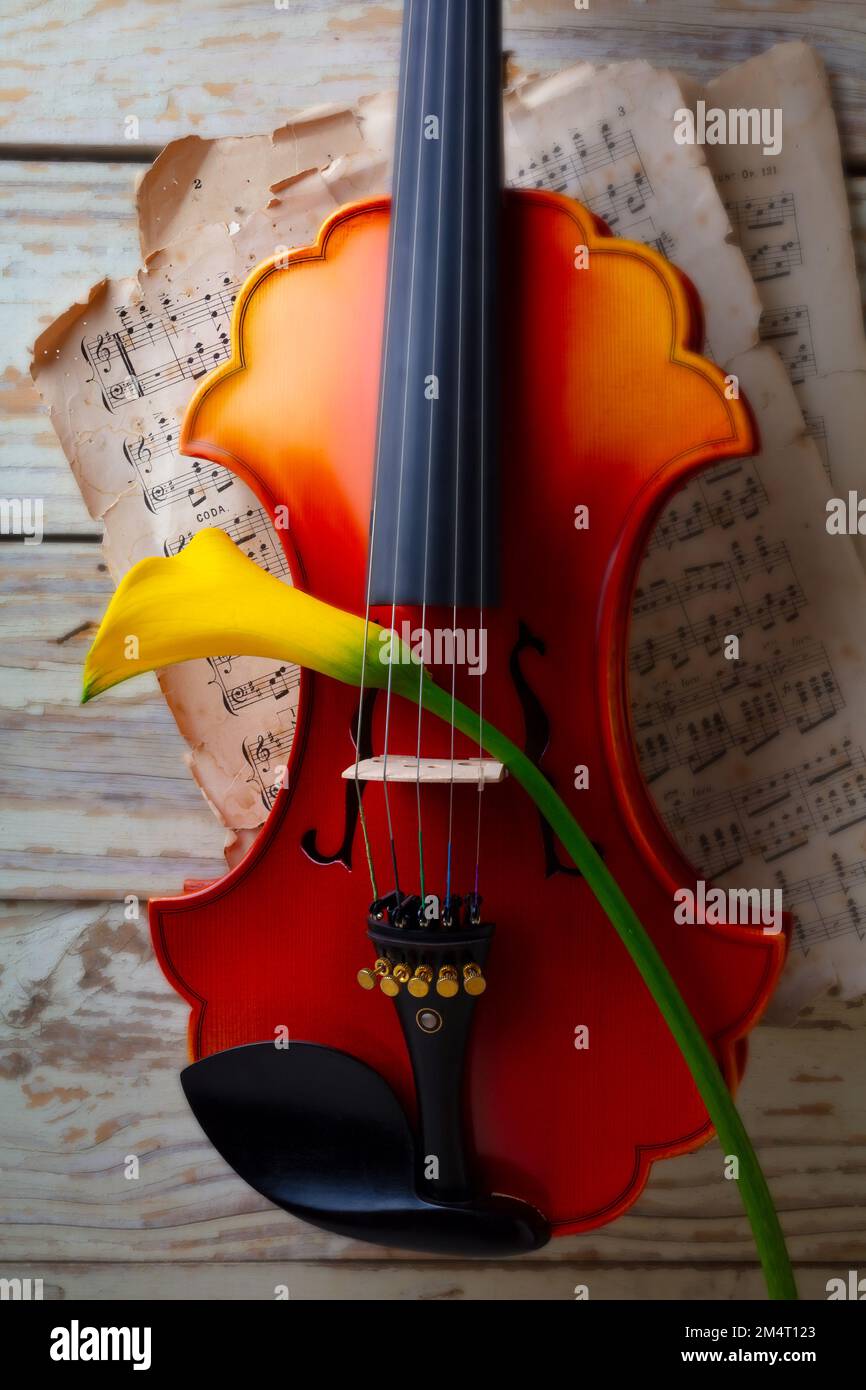 Yellow Calla lily Through The Strings Of A Baroque Violin With Sheet ...