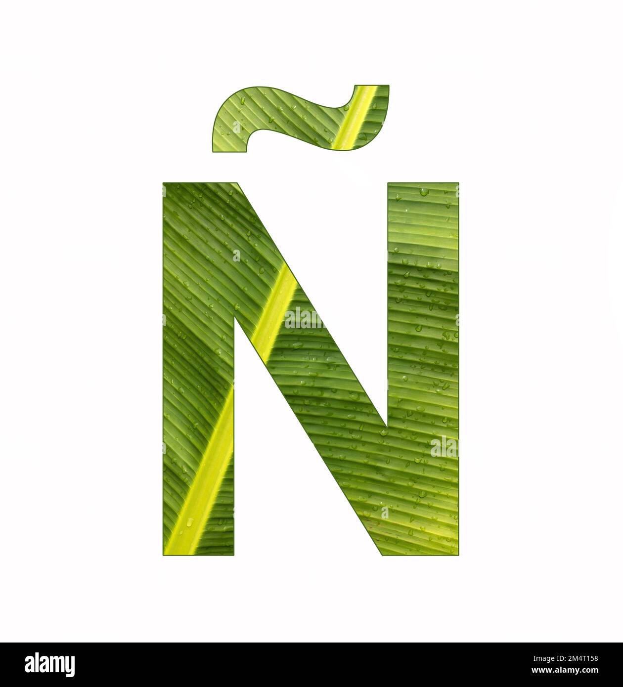 Alphabet Letter Ñ - Banana plant leaf background Stock Photo - Alamy