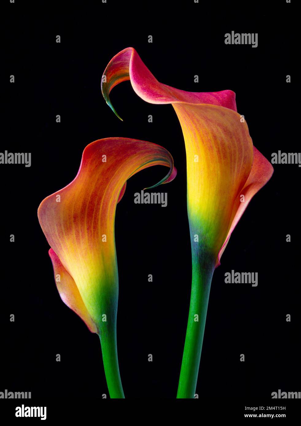Together Two lovely Calla Lilies Still life Stock Photo - Alamy
