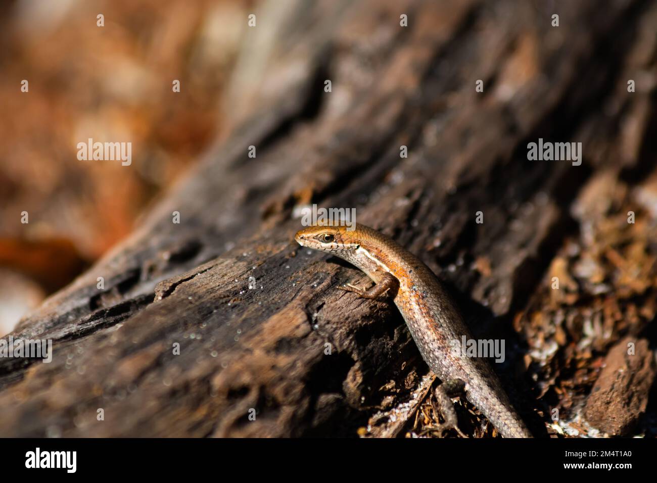 A closeup of a Carlia (Australia Skink) on log Stock Photo - Alamy