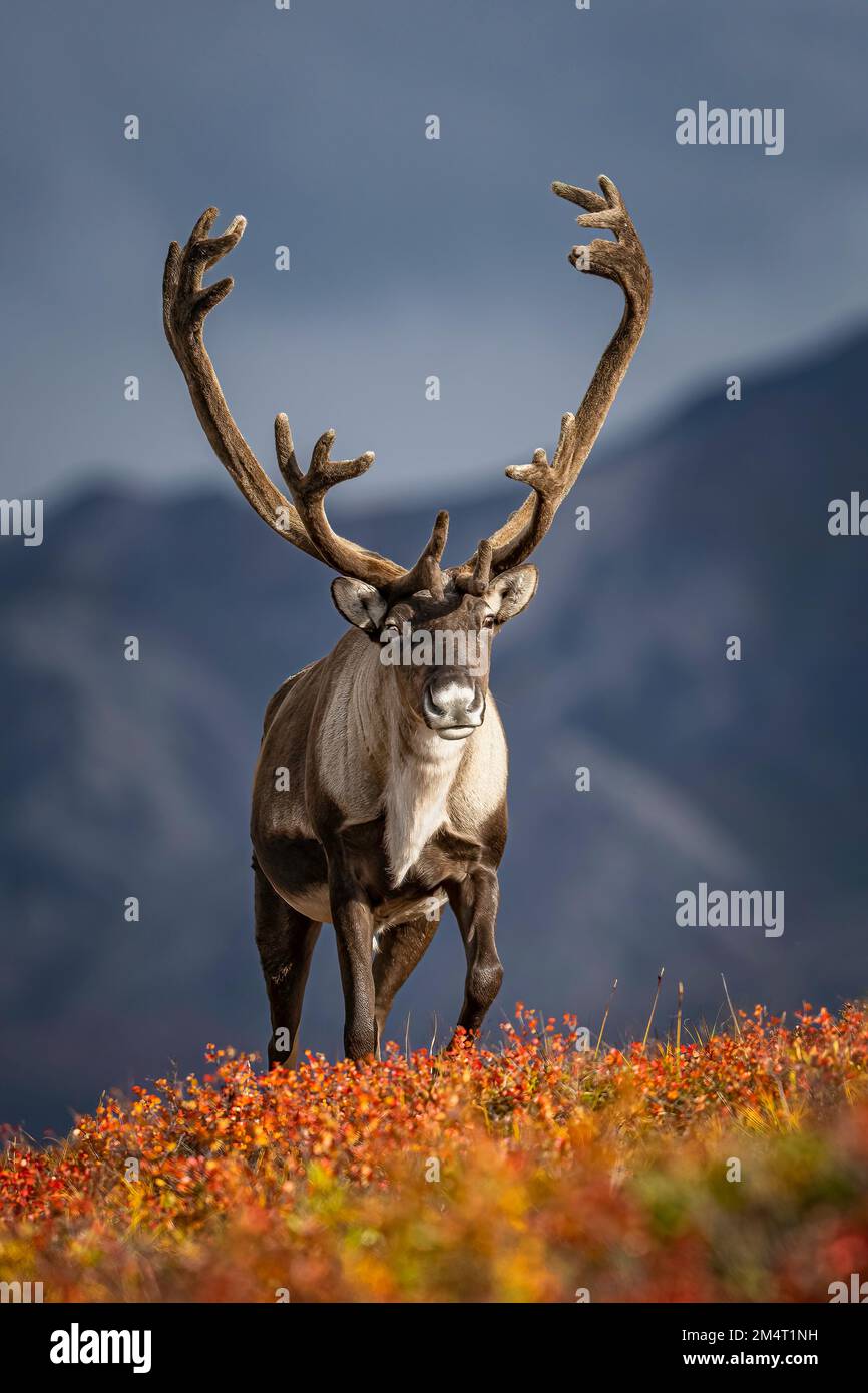 Caribou migration alaska hi-res stock photography and images - Alamy