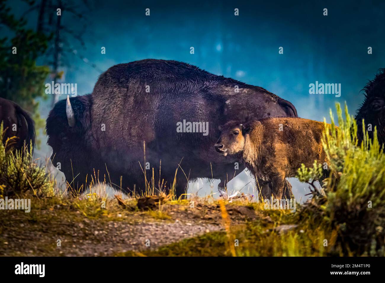 A selective shot of an American bison (Bison bison) bull, with long ...