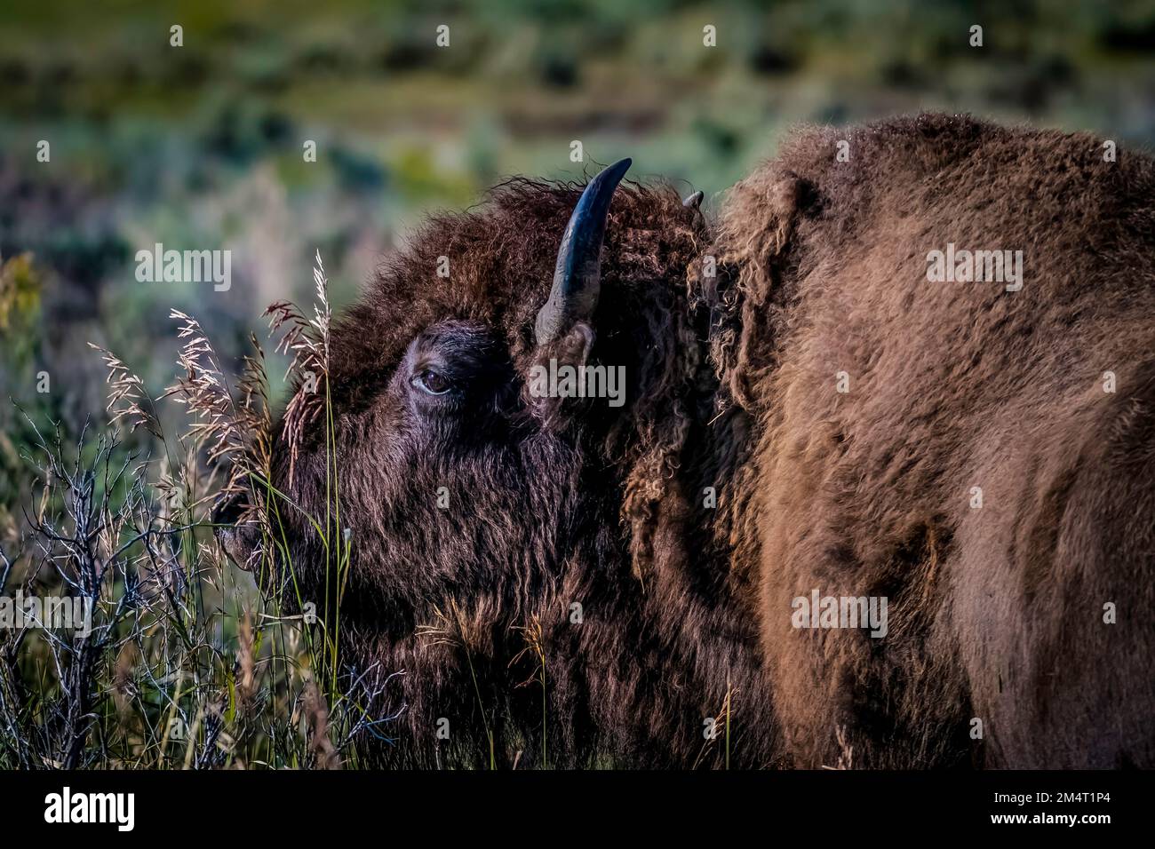 A selective shot of an American bison (Bison bison), with long shaggy ...
