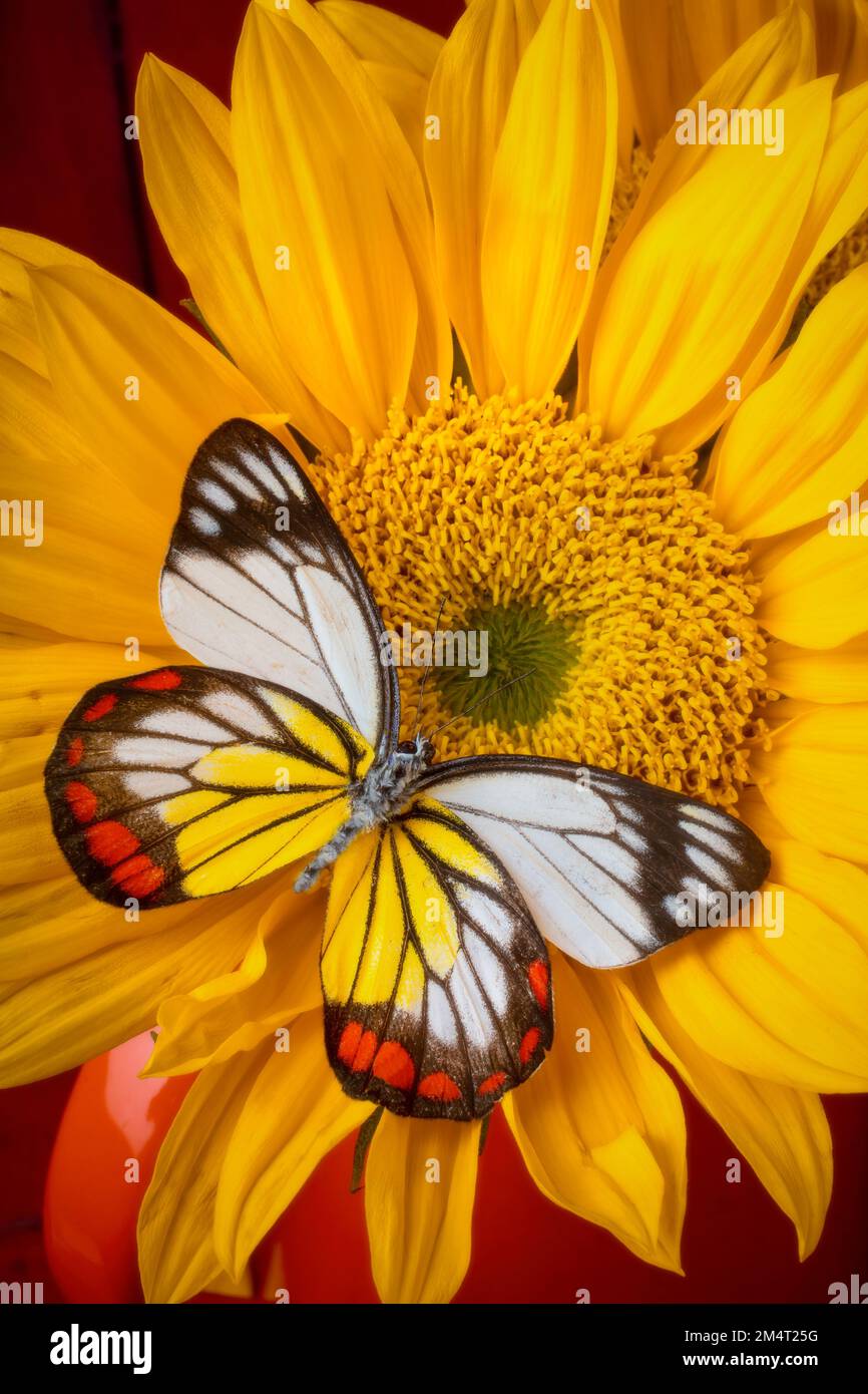 Sunflower Bold Beautiful Butterfly Still life Stock Photo - Alamy