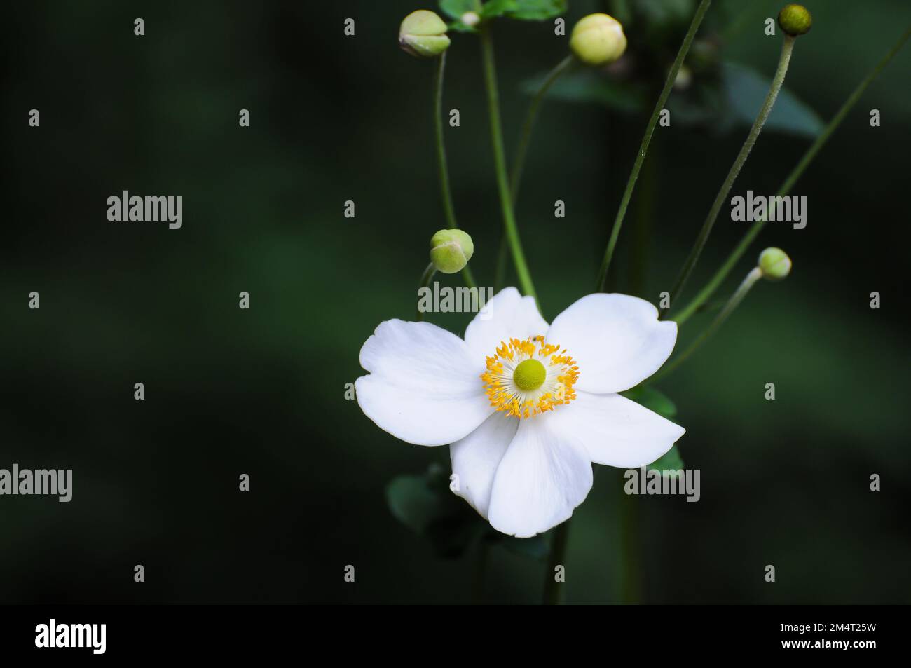 The delicate white Anemone flower with small buds on the blurred green ...