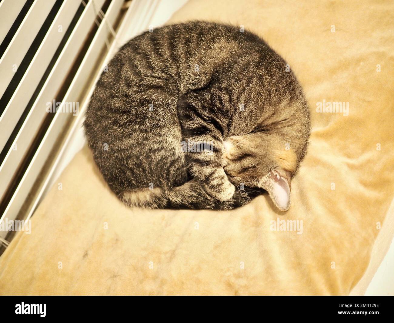 Morphy the tabby hi-res stock photography and images - Alamy