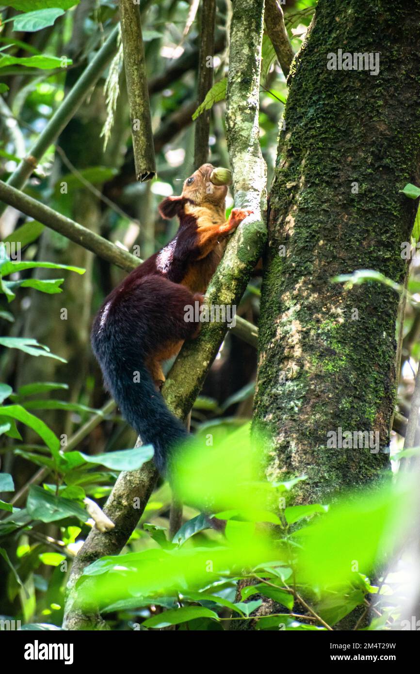 A vertical shot of an Indian giant squirrel (Ratufa indica) climbing a ...