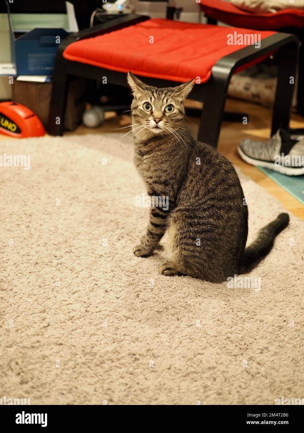 Morphy the tabby cat Stock Photo - Alamy