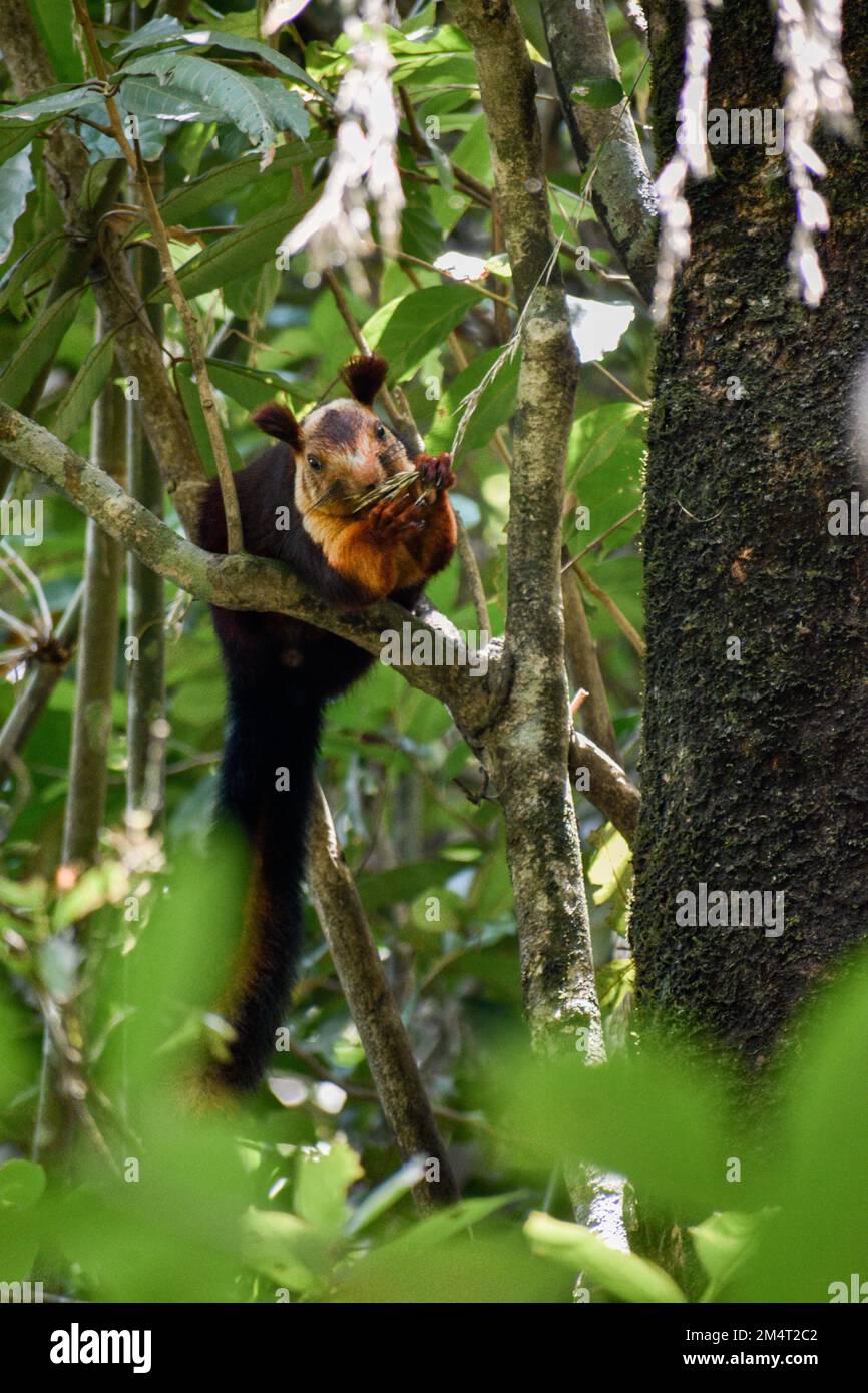 Indian giant squirrel ratufa indica hi-res stock photography and images ...