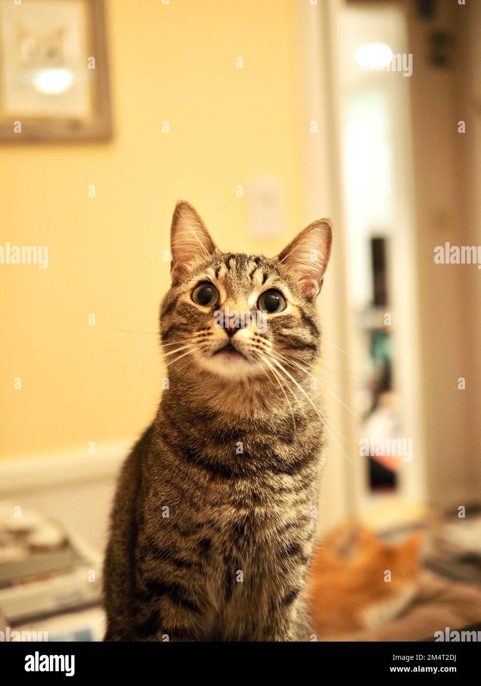 Morphy the tabby cat Stock Photo - Alamy