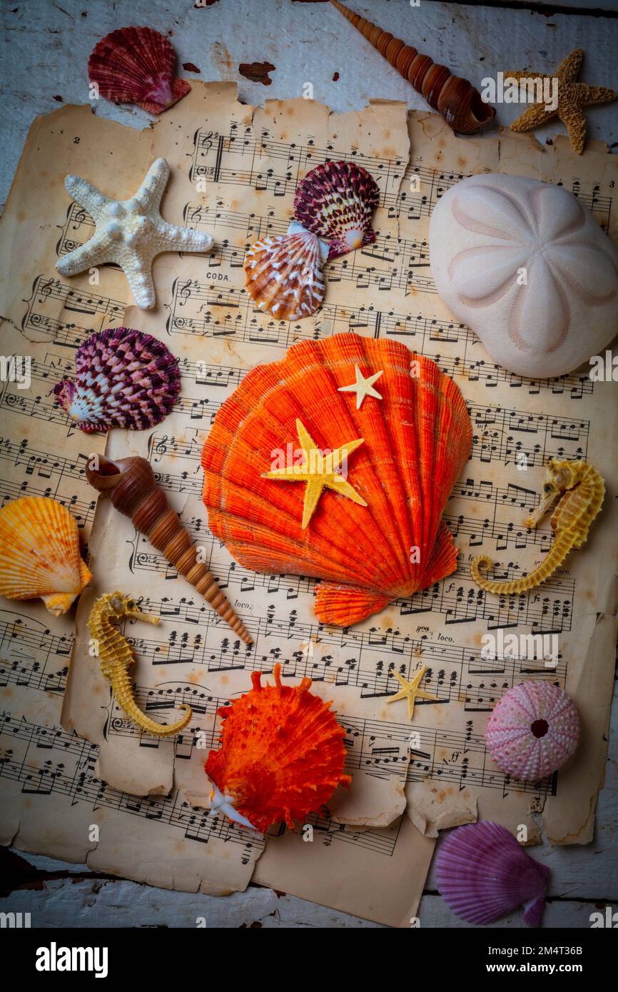 Seashells On Sheet Music Still Life Stock Photo - Alamy