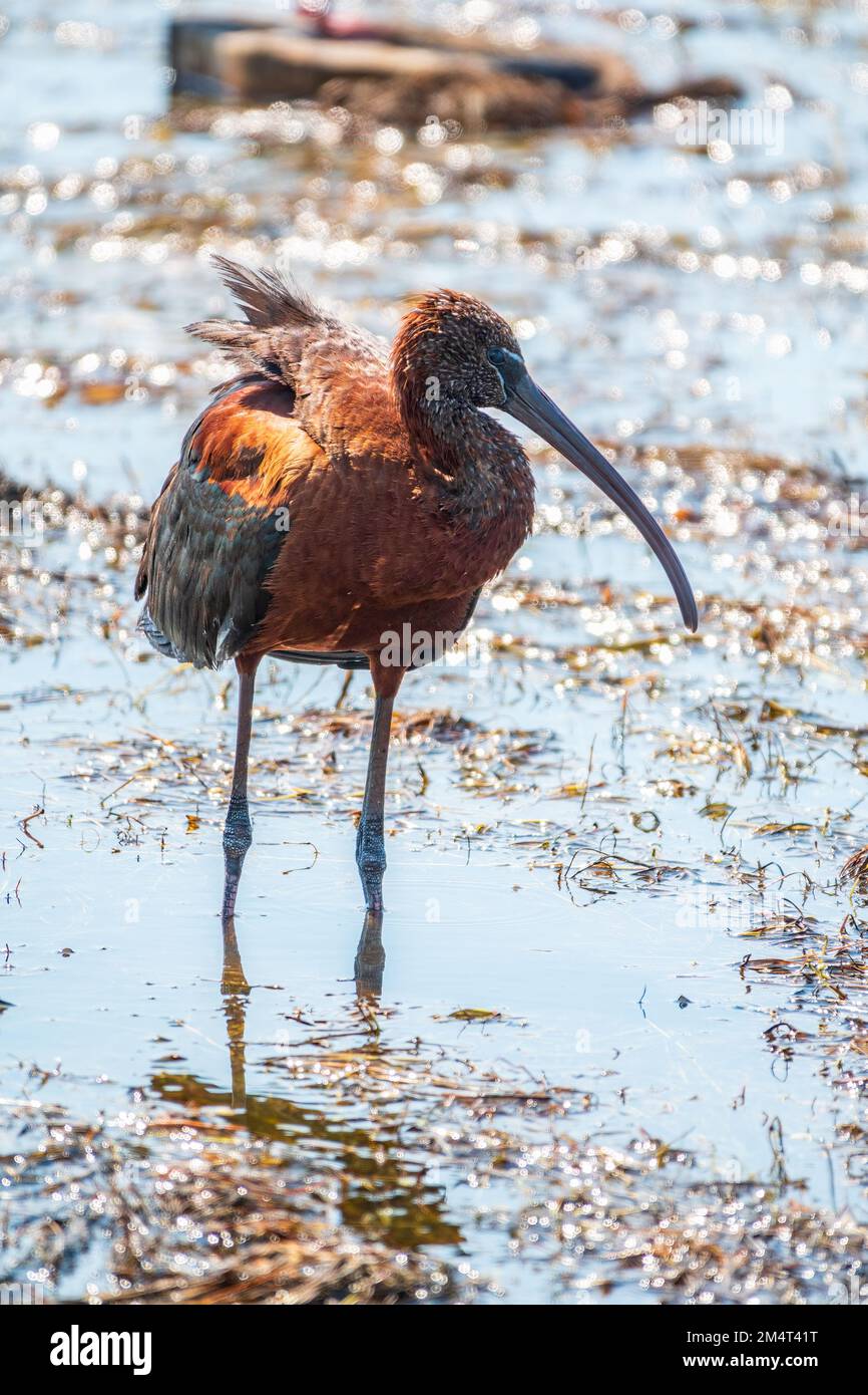 The glossy ibis, latin name Plegadis falcinellus, searching for food in ...