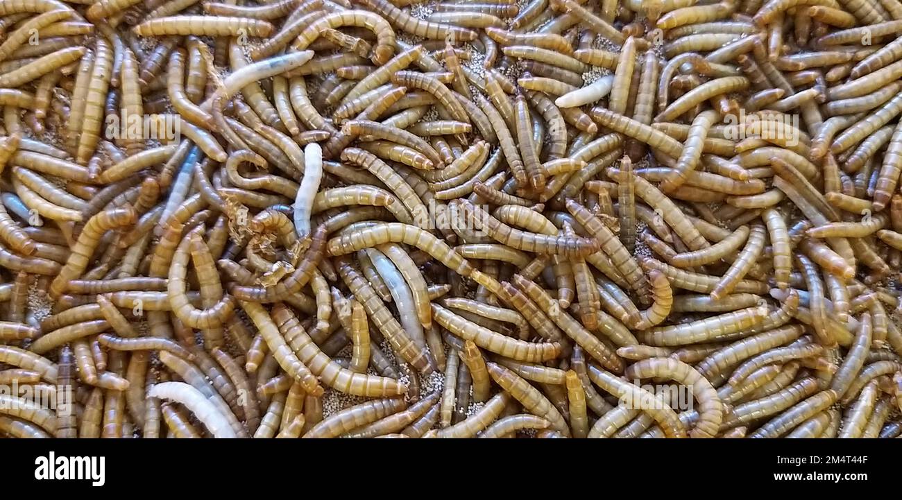 Mealworm for Fish Feed is High Protein Stock Photo - Alamy