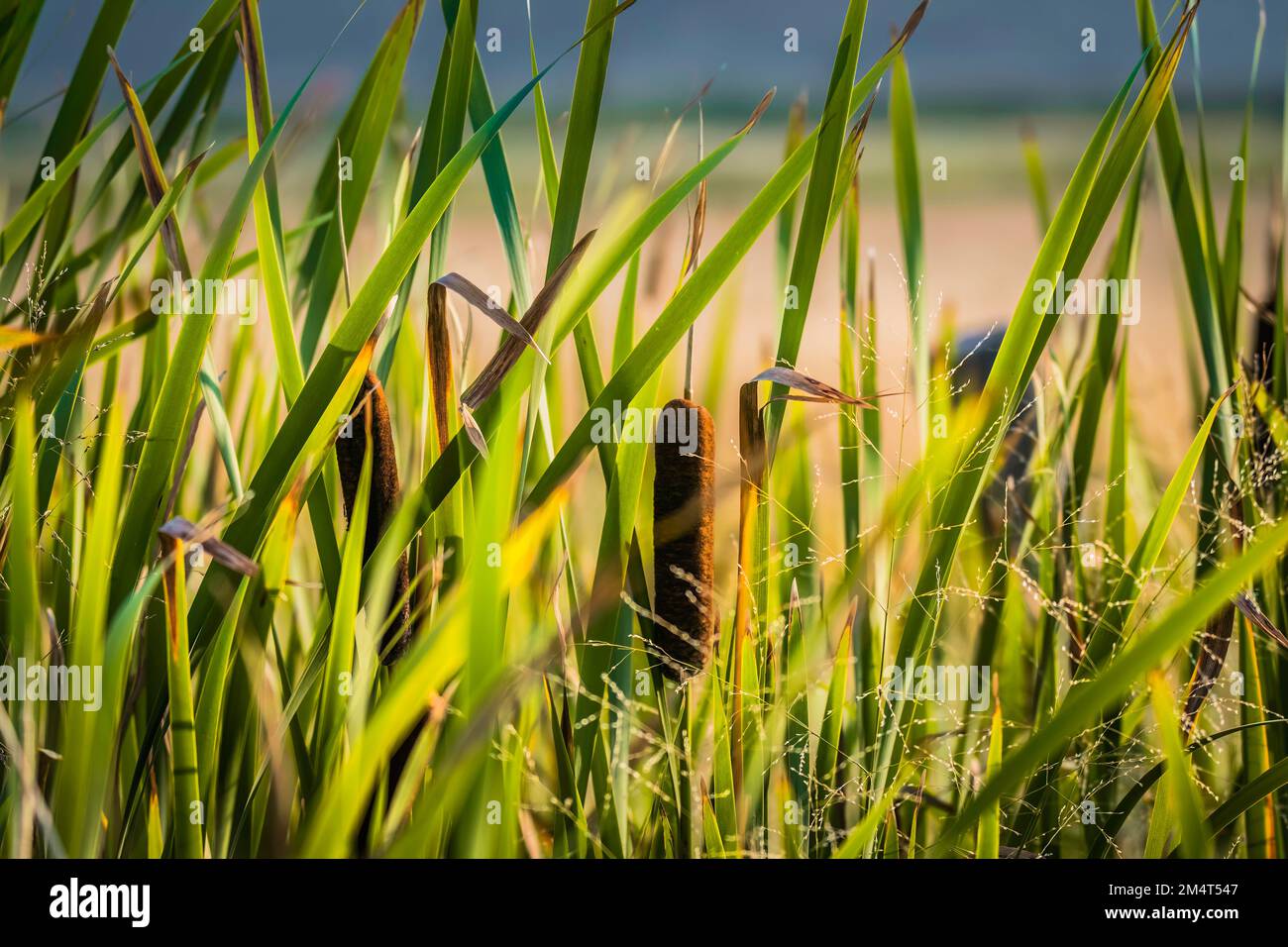 The Cattail (Typha latifolia), tall marsh grasses in a wetland Stock ...