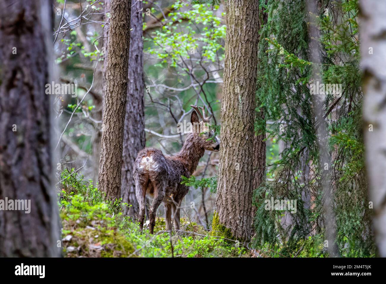A wild deer exploring the Swedish forest Stock Photo - Alamy