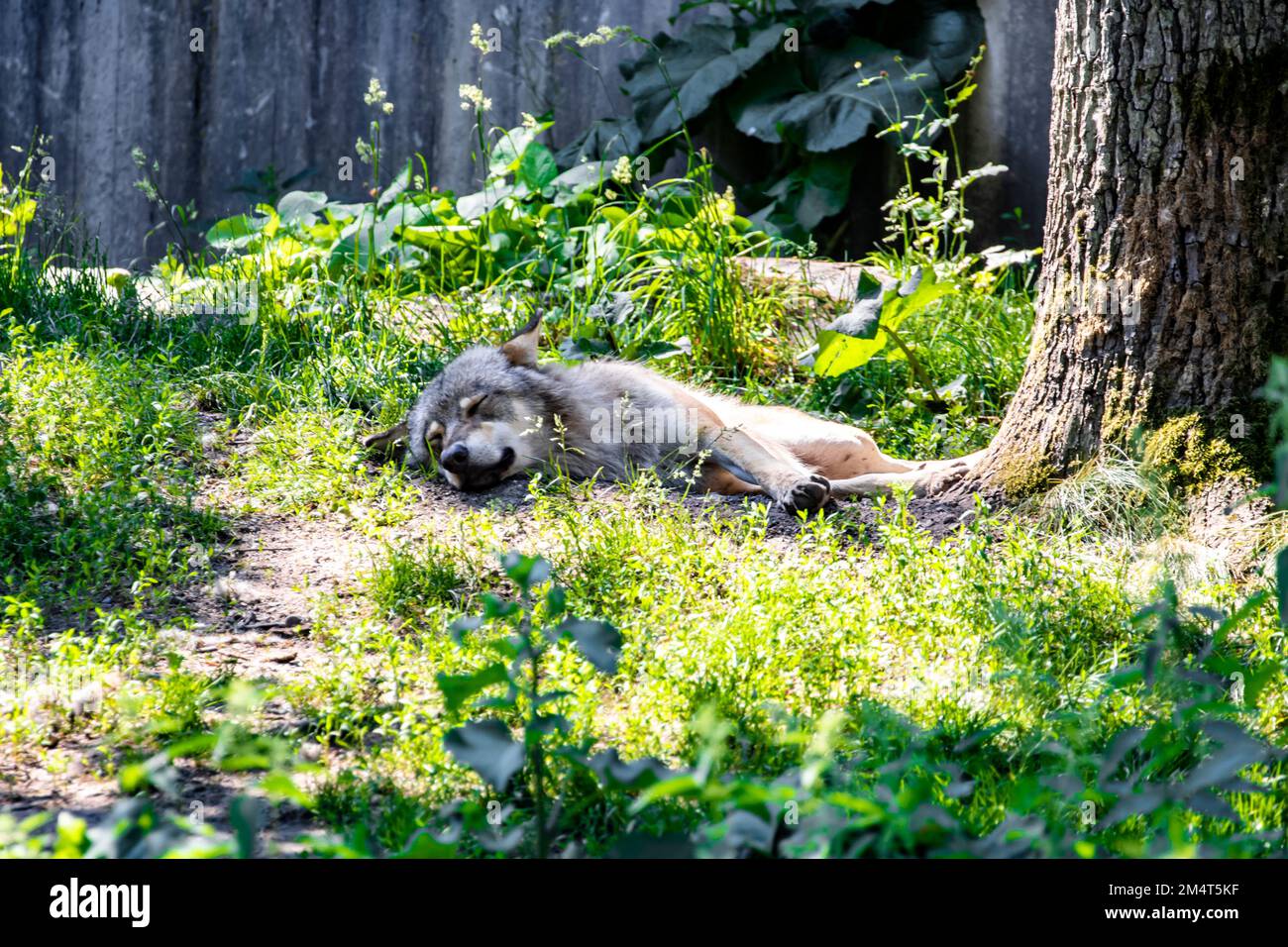 A wolf sleeping on a grasses in the woods on a sunny day Stock Photo ...