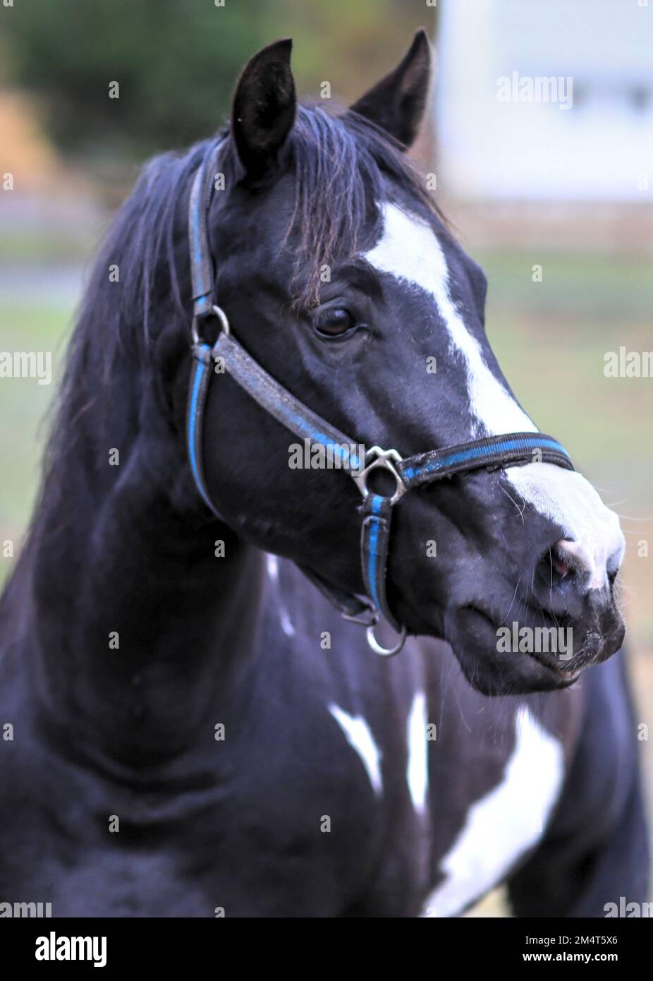 Black and white paint horse hi-res stock photography and images - Alamy