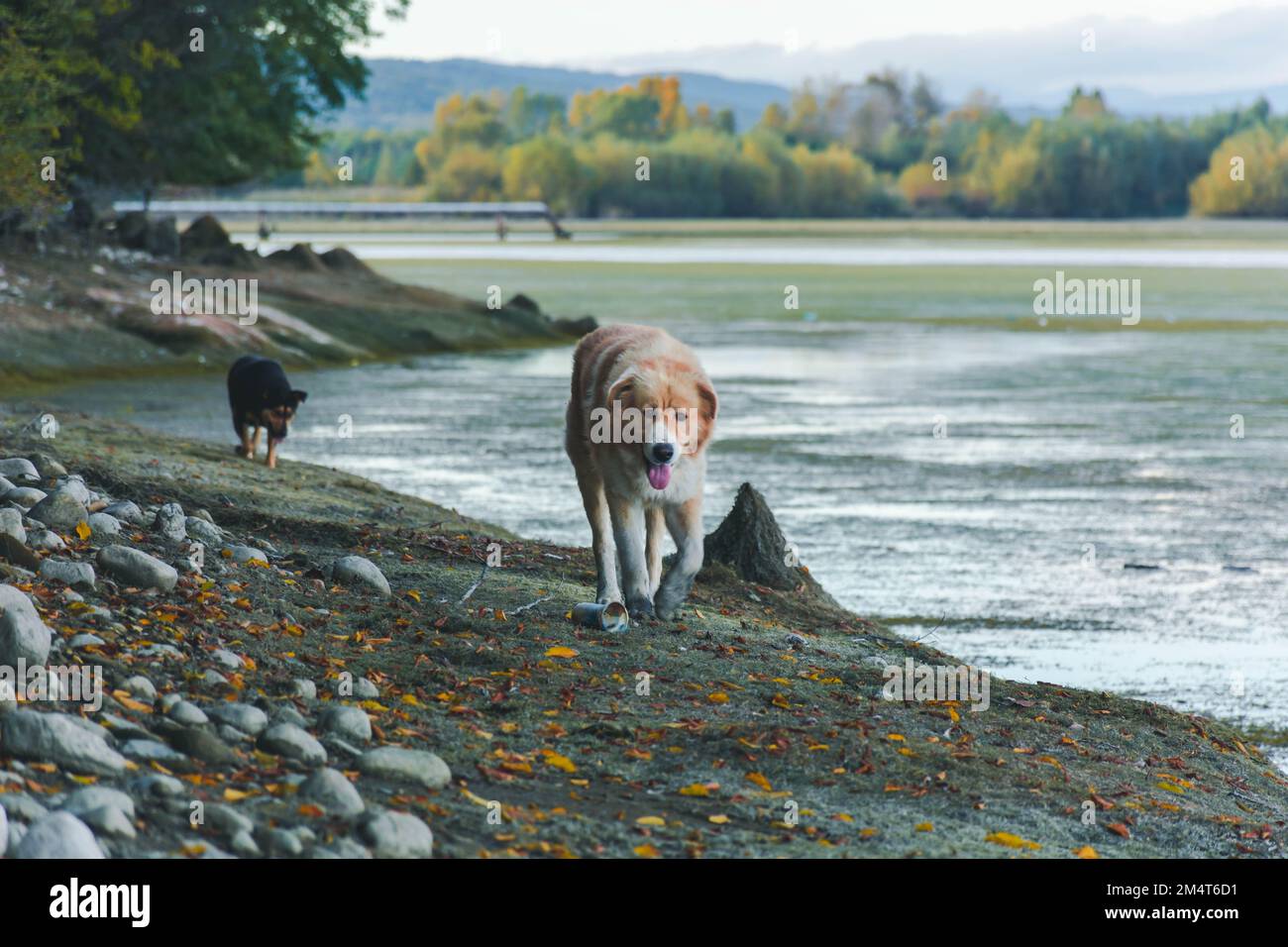 two cute dogs walking at the edge of a lake Stock Photo - Alamy