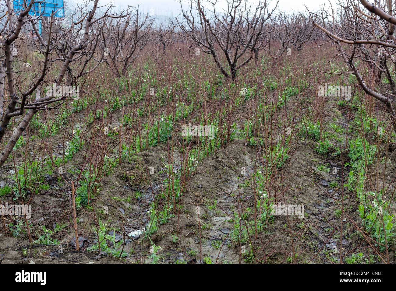 Sweet pea crop as a companion crop growing in the peach orchard Stock ...