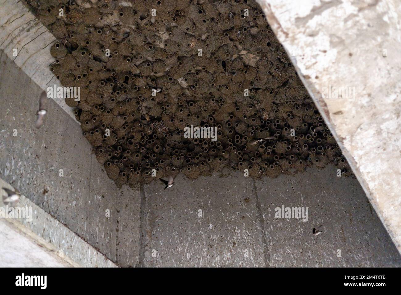 Ababeel birds mud nests under the bridge Stock Photo - Alamy