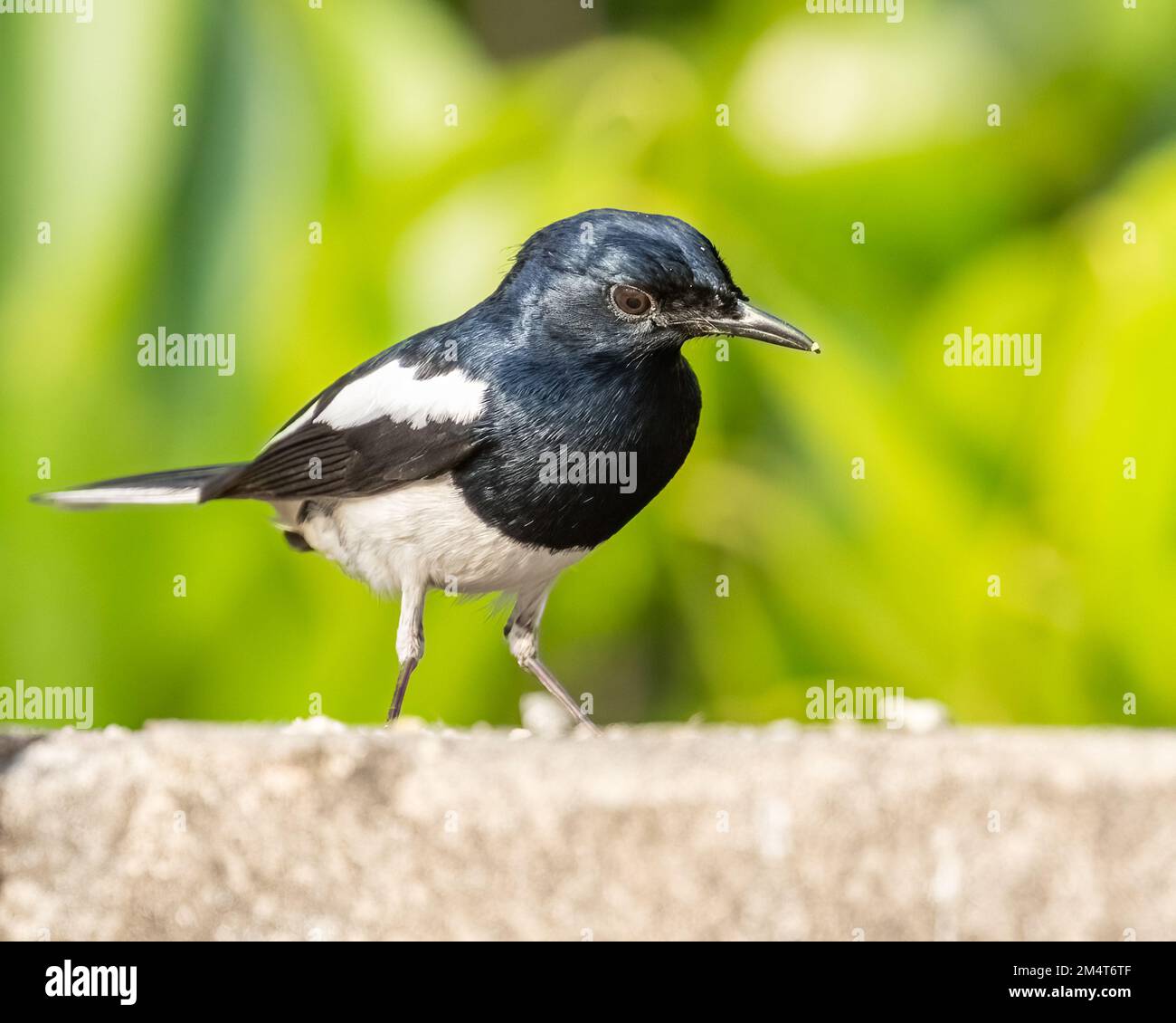 An oriental magpie bird on a concrete surface against a blurred ...