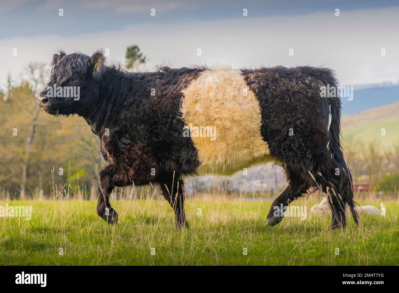 25th April 2022. Melrose, Scottish Borders. Scotland, UK. Weather ...