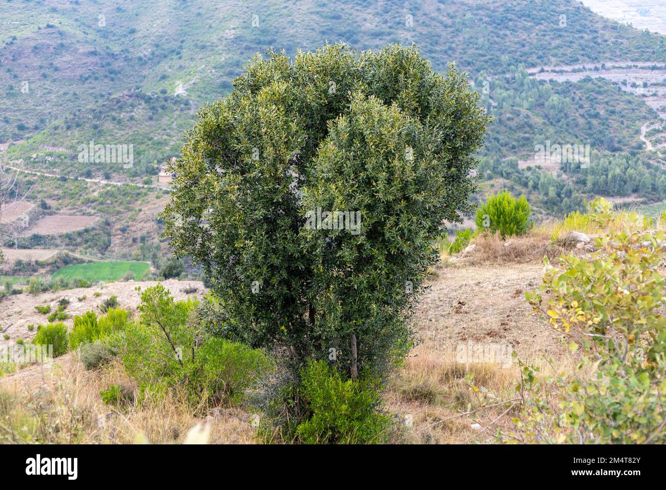 A single Olive tree in the mountain Stock Photo - Alamy