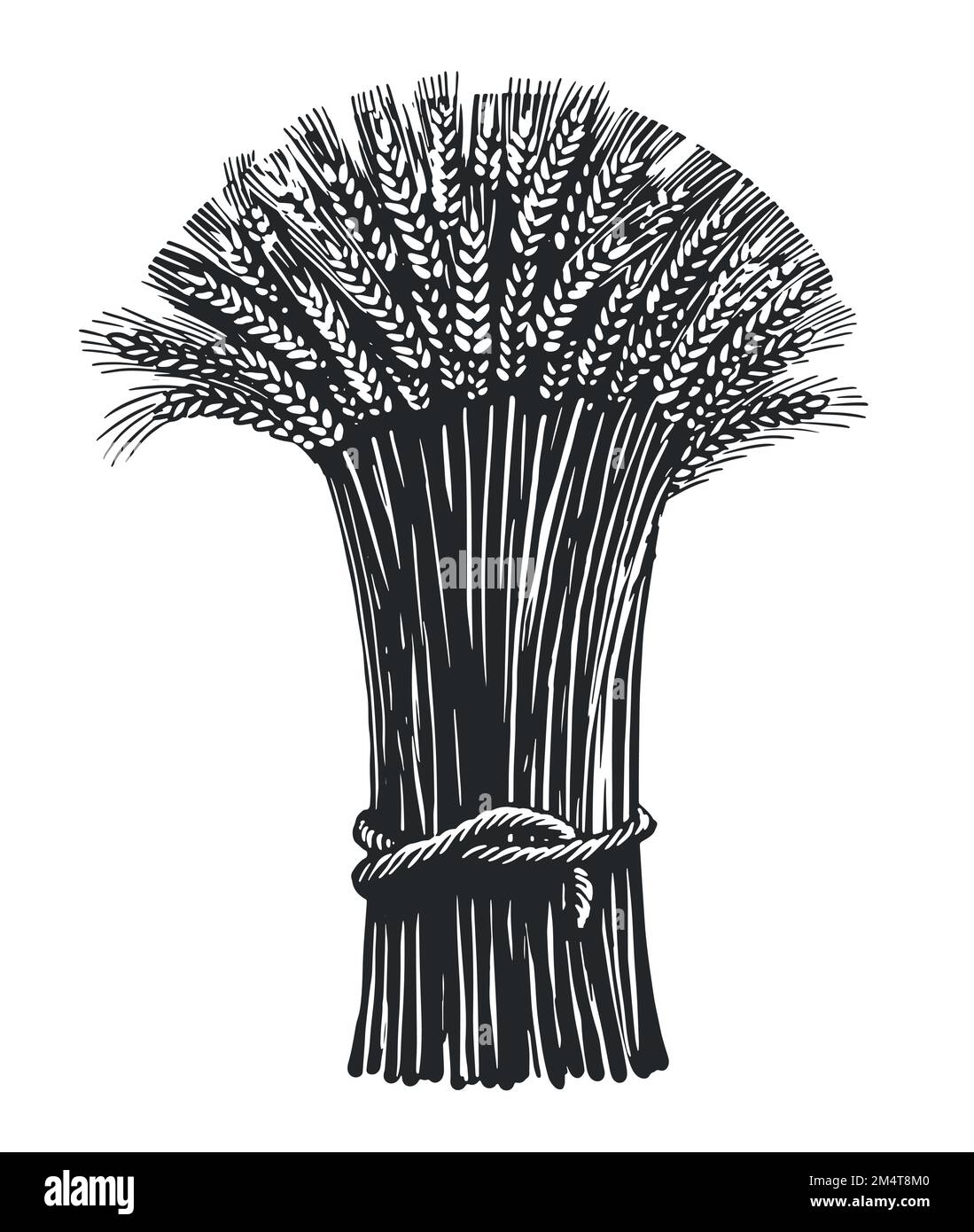 Sheaf of dry wheat, sketch. Ears of wheat, barley or rye. Hand drawn ...